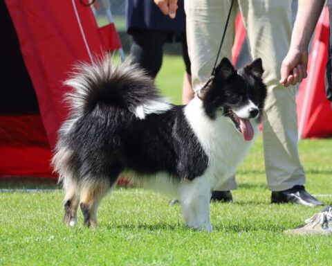 Hvalpeplaner | Kennel Toftedal